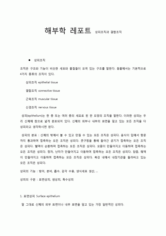 해부학 레포트 상피조직