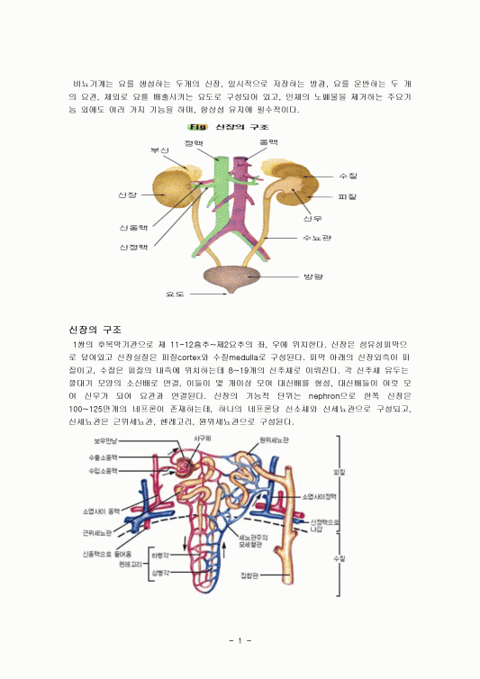 비뇨기계 cls 레포트
