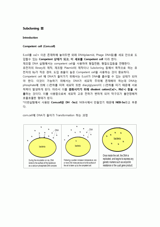 경희대학교 분자생물학 실험보고서 DNA subcloning - Competent cell (Com.cell), 암피실린