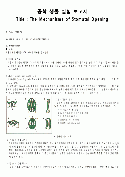 6주차 The Mechanisms of Stomatal Opening 기공개폐 보고서