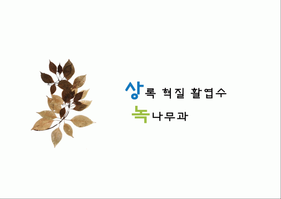상록혁질활엽수녹나무과