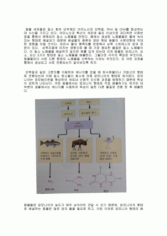 질소노폐물 레포트 자료
