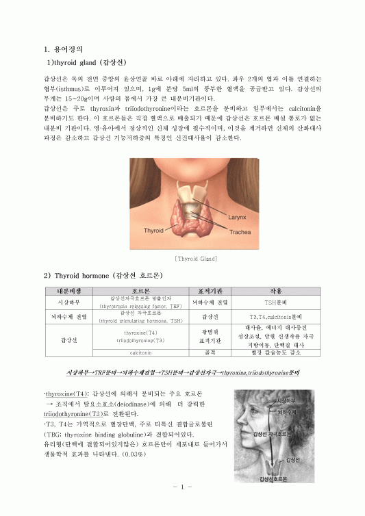 갑상선의 구조와 기능