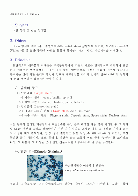 병원미생물학실험_report_3_(단순염색 및 그람염색)