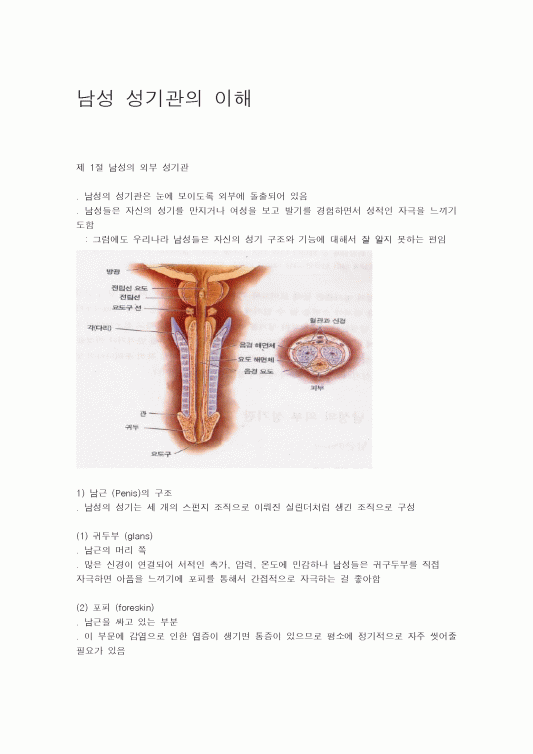 남성 성기관의 이해