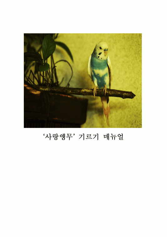 앵무새 기르기 매뉴얼