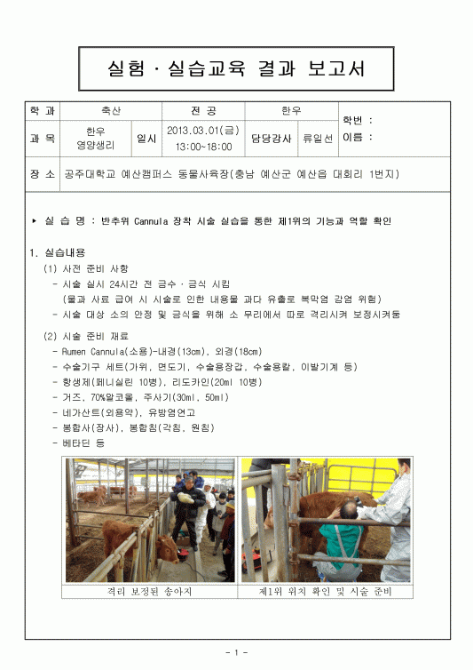 한우영양생리 실험실습보고서(소 반추위 제1위 캐뉼라 시술)