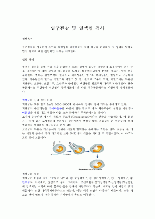 혈구관찰 및 혈액형 분석