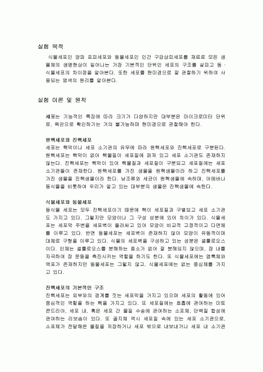 양파구강상피세포관찰250