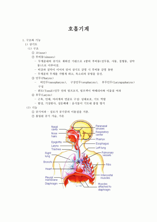 호흡기계 구조와 기능, 진단검사