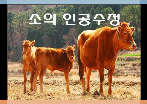 소의 인공수정