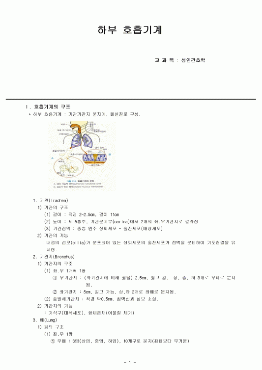 [성인간호학] 하부 호흡기계 구조와 기능