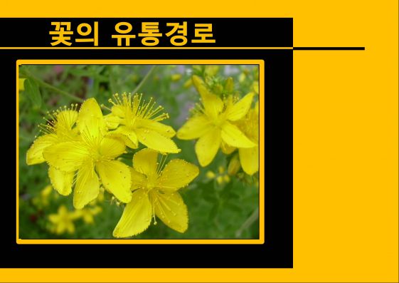 꽃의 유통경로 (국내 화훼 산업의 현황과 특성, 화훼 산업의 물류적 특성, 화훼 시장의 유통경로, 문제점과 개선 방안, 물류시사점).PPT자료