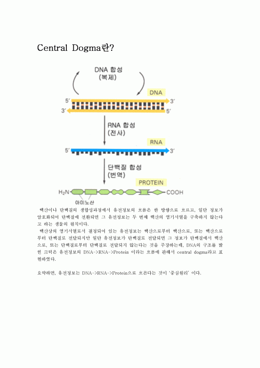 Central Dogma (중심원리)