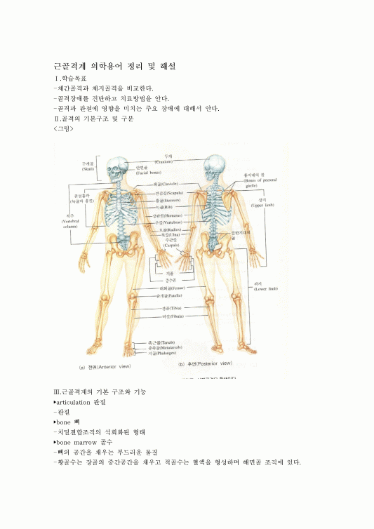 근골격계 의학용어 정리 및 해설