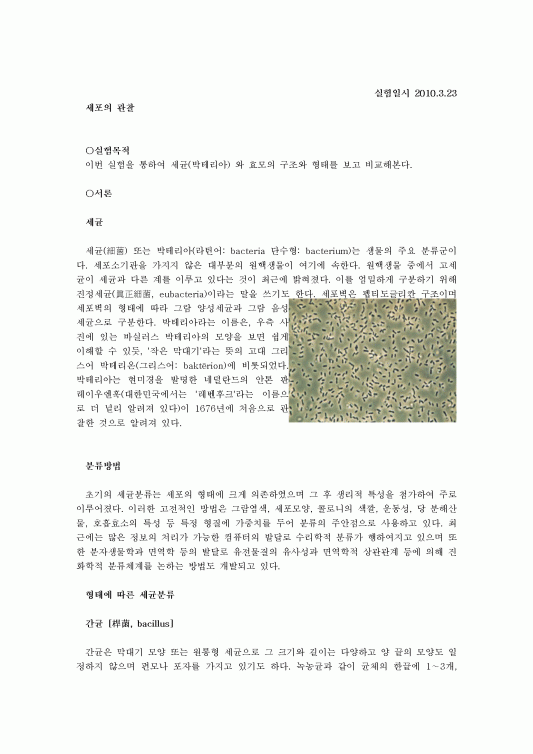 세포의관찰 레포트 자료