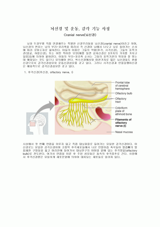 뇌신경 레포트 자료