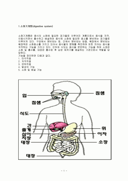 [인체 생리학] 소화기계통에 대해서