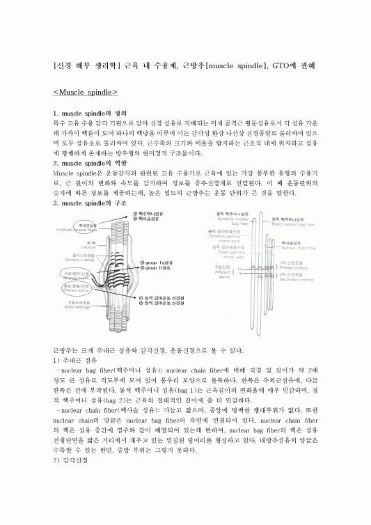 [신경 해부 생리학] 근육 내 수용체, 근방추[muscle spindle], GTO에 관해