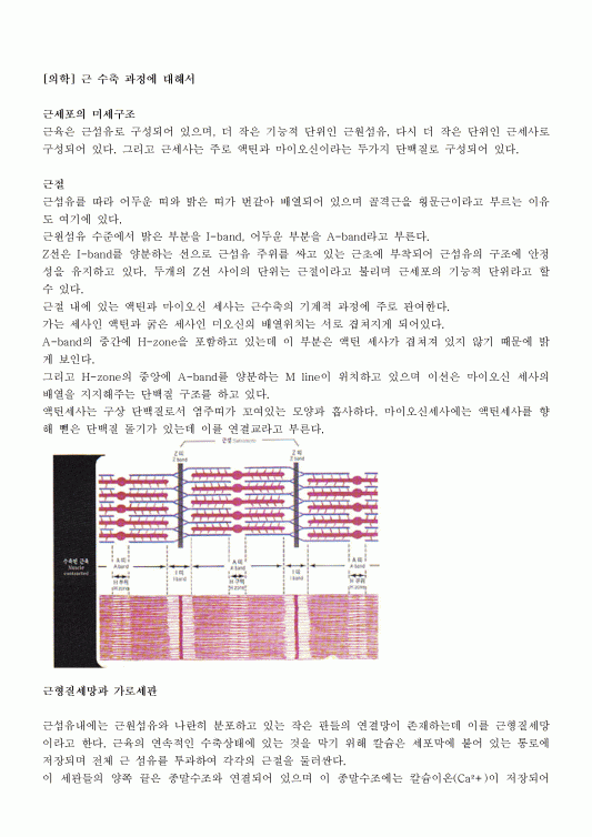 [의학] 근 수축 과정에 대해서