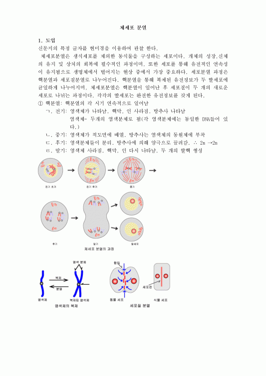 [생물학 실험] 체세포 분열