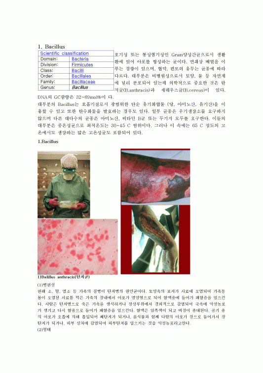 [세균학] 균에 대해 -바실러스(Bacillus), 포도상구균(Staphylococcus), 대장균(Escherichia Coli)