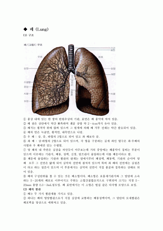[폐 해부생리][폐 구조기능 정리]호흡기계 생리,문헌고찰