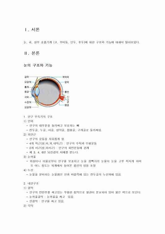 눈, 귀, 상부 호흡기계