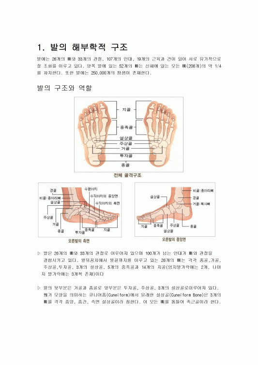 발의 구조 레포트 자료