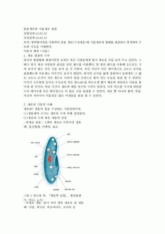 일반생물학 실험 동물세포와 식물세포 관찰 자료