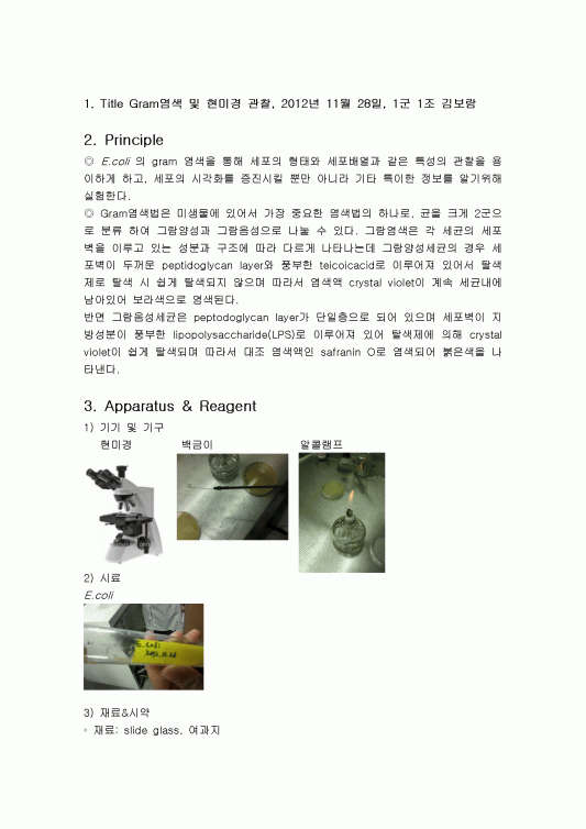 그람(Gram)염색법과 현미경관찰