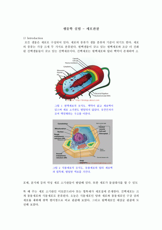 생물학 실험 -세포관찰