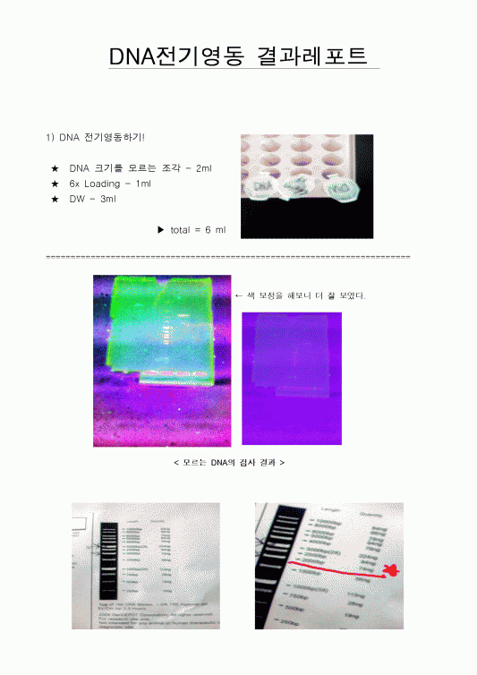 DNA 전기영동 결과레포트 (DNA 전기영동하기, Agarose 만들기)