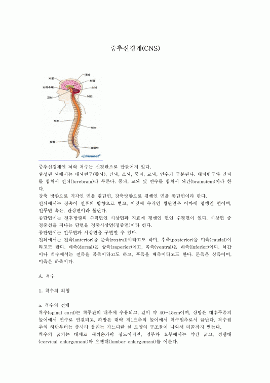 [의학] 신경계 - 중추신경계(CNS)의 총정리 {척수, 뇌간, 소뇌, 전뇌(간뇌.대뇌반구), 전도로, 말초신경계, 척추신경, 뇌신경, 자율신경계}