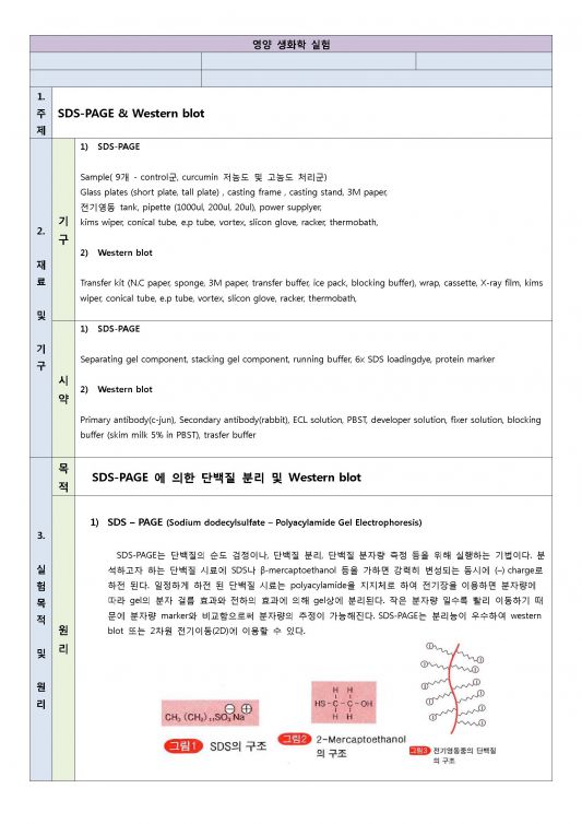 영양생화학실험) SDS-PAGE 및 western blot