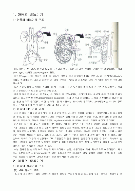 아동의 비뇨, 생식기계