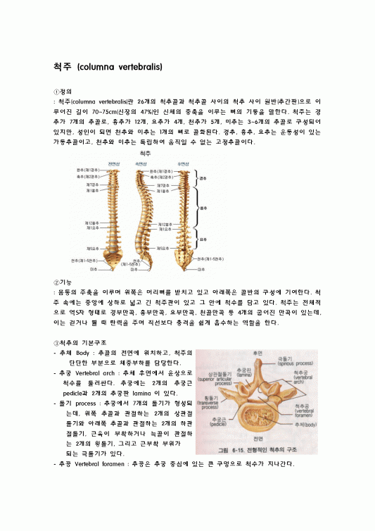 척추(척주와 척수)