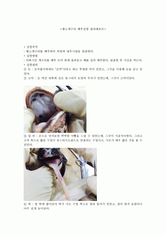 황소黃巢개구리 해부실험 결과레포트