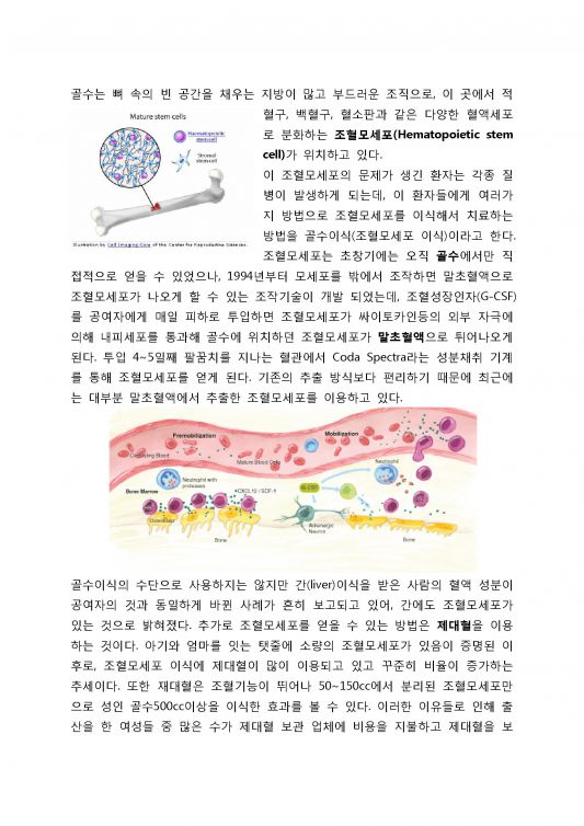 골수이식 원리, 현황, 문제점 및 해결방안