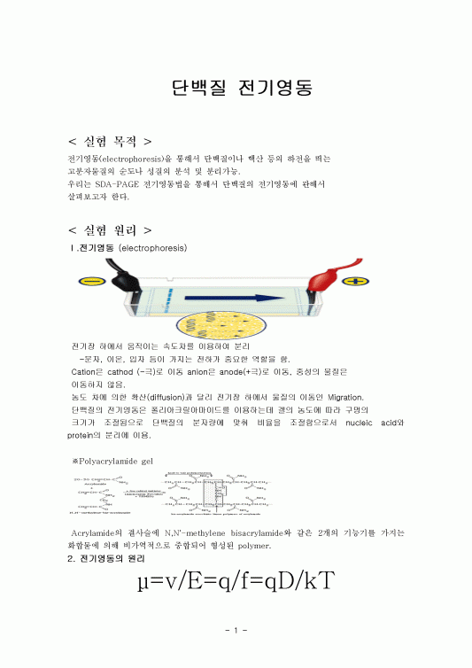 단백질 전기영동 (예비보고서)