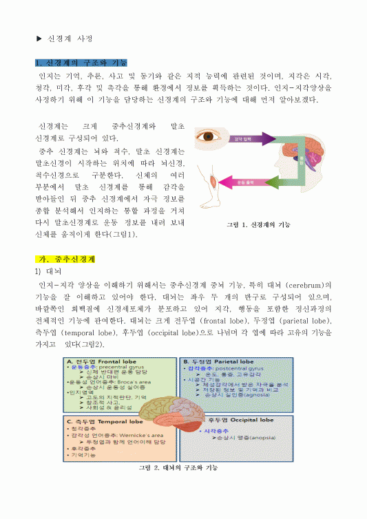 신경계 구조, 기능, 사정