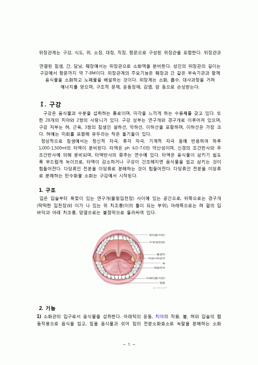 위장관계 구조와 기능