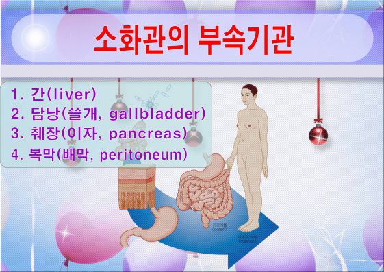 [간호학과] 소화기계 부속기관 발표자료