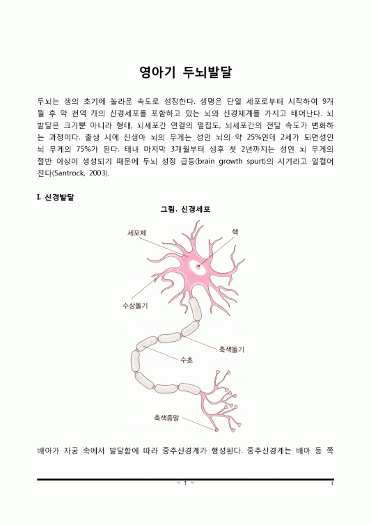 영아기 두뇌발달