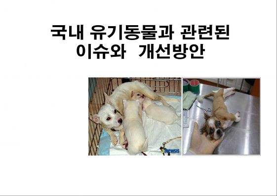 국내 유기동물과 관련된 이슈와 개선방안