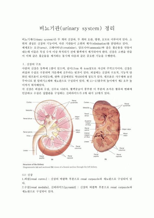 비뇨기관(urinary system) 정리