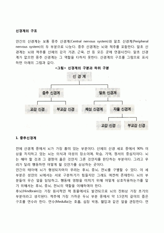 신경계의 구조