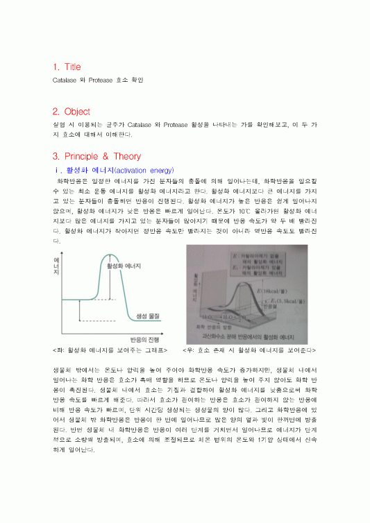 Catalase 와 Protease 효소 확인