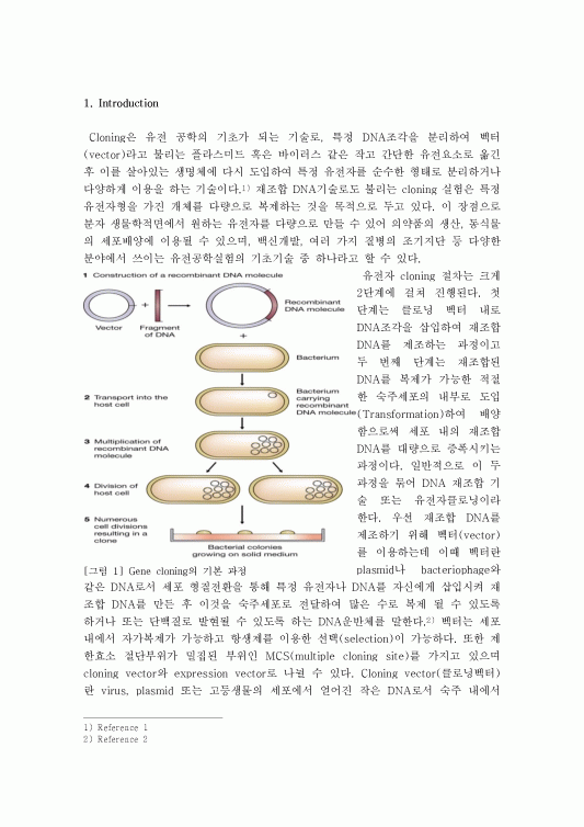 Gene Cloning 실험보고서