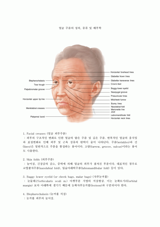 얼굴주름의정의종류해부학